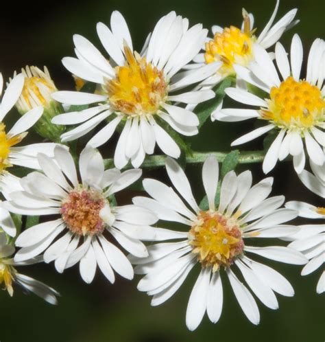 Symphyotrichum