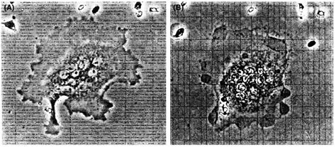 Video Microscope Image Of A Primary Rat Osteoclast A A Typical Rat