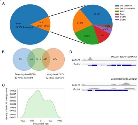 Dap Seq Analysis Of Zmnlp6 A Distribution Of Zmnlp6 Binding Regions In