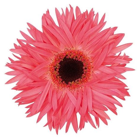 Germini Spider Spectacle Bunched Wholesale Dutch Flowers And Florist Supplies Uk