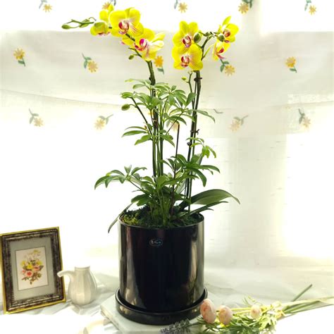 개업 축하 선물 화분 종류와 가격 당일 배송 정성꽃배달 전국 꽃바구니 꽃배달 화환 화분