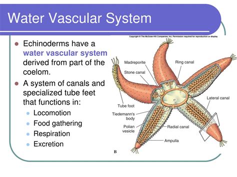 Ppt Chaetognaths Echinoderms And Hemichordates Powerpoint