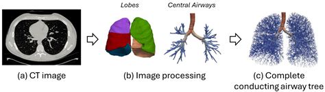 Modeling Realistic Geometries In Human Intrathoracic Airways