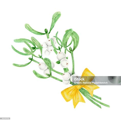 겨우살이의 꽃다발 잎과 흰 열매가 있는 상록수 가지 수채화 손으로 그린 식물 그림 의 크리스마스 상징 벽지 동종 요법 의학을위한 식물 겨울 프린트를 위한 요소 0명에 대한
