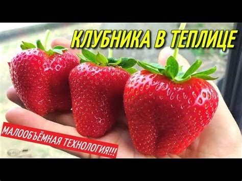 ТЕПЛИЦА ДЛЯ КЛУБНИКИ ПО МАЛООБЪЁМНОЙ ТЕХНОЛОГИИ/СУПЕР РЕЗУЛЬТАТ! - YouTube