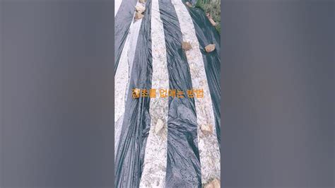 제초제 없이 잡초 없애는 방법 강추 Youtube