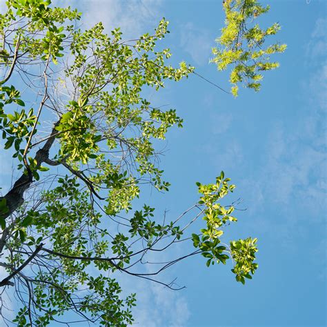 ดาดฟ้า Dadfa หลายๆ ท่านอาจยังไม่ทราบว่า