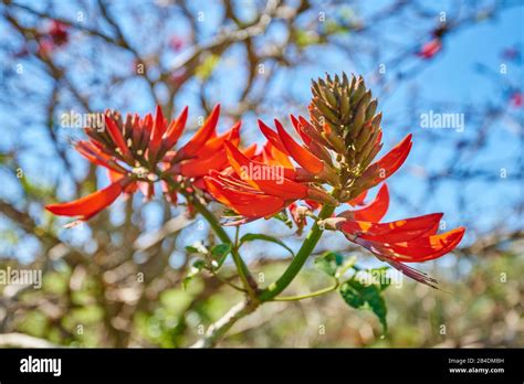 Yellow Flowering Tree Australia Hi Res Stock Photography And Images Alamy