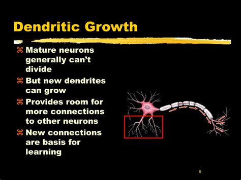 Ppt Neurons And Synapses Powerpoint Presentation Free Download Id1825416