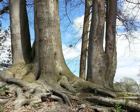 Beech Firewood A Complete Guide Timber Gadgets