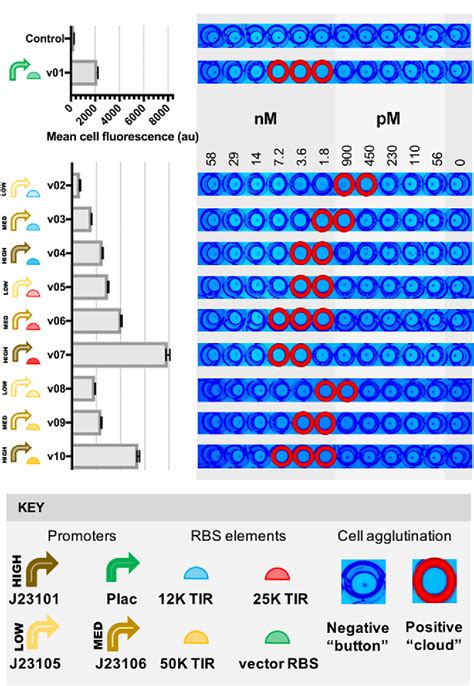 Figure 3 From Whole Cell Biosensor With Tunable Limit Of Detection