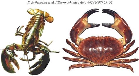 Chitin Examples