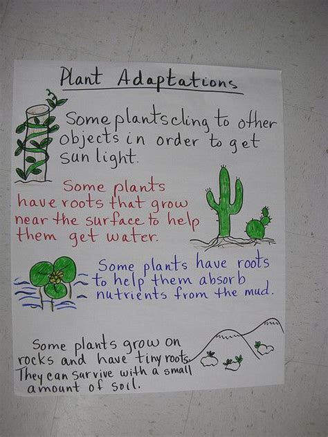 Plant Adaptations Anchor Chart