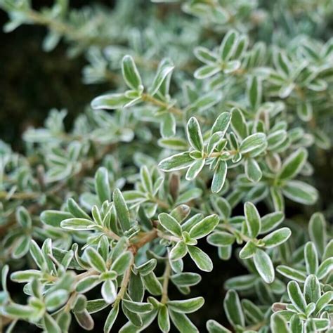 Coprosma Kirkii Variegata Variegated Creeping Mirror Bush Western