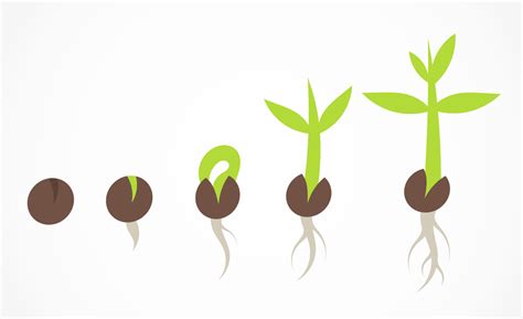 Seed Propagation Resources Wild Ones St Louis