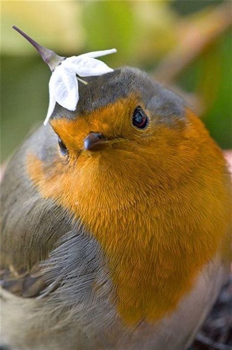 Funny Robin With A Little Flower Bonnet Red Robin Bird Quotes