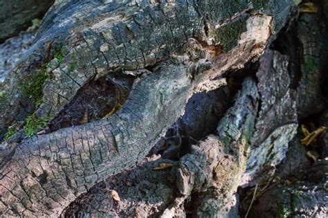 Myths And Misconceptions About Tree Roots Explained