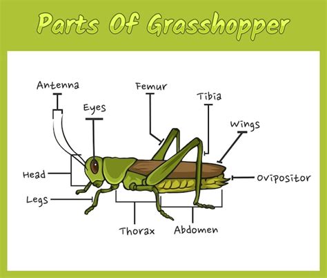 Premium Vector Parts Of Grasshopper Vector
