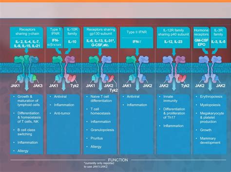 Cas 1208319 26 9 Oclacitinib Boc Sciences