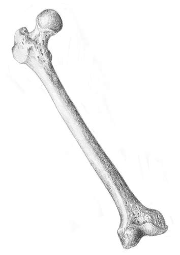 Bone Drawing At GetDrawings Free Download