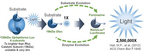 Reporter Assays Archives Promega Connections