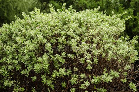 Close Up To A Common Juniper In A Park Beautiful Tree Nature