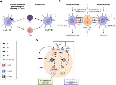 Frontiers Anaphylatoxins Spark The Flame In Early Autoimmunity