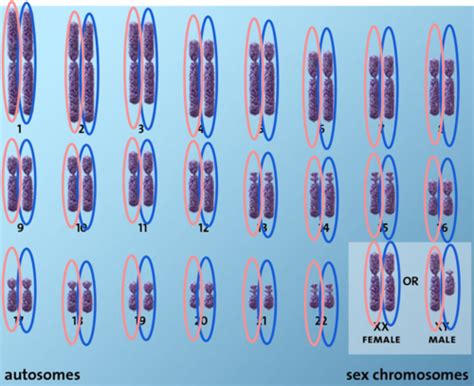 Modes Of Inheritance Flashcards Quizlet