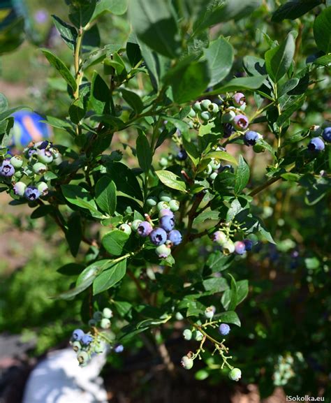 Jerzy Wilczewski Z Borówką Trzeba Umieć Rozmawiać Jak Z Piękną Dziewczyną Trwają Borówkowe
