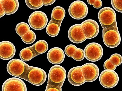 New Cell Fertilization Technology Has Potential For Same Sex Reproduction