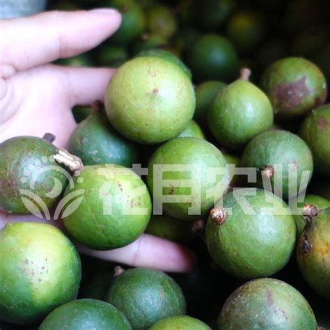 Macadamia Nut Saplings Macadamia Nut Grafting With Cup Saplings