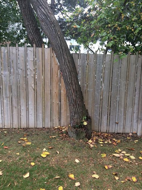 The Way This Fence Was Perfectly Built Around This Tree Fence Design Vertical Garden Urban