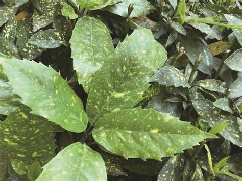 江海晚报 草叶集