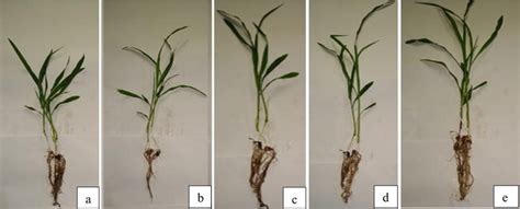 Xanthobacter Autotrophicus An Endophytic Beneficial Bacterium For Wheat