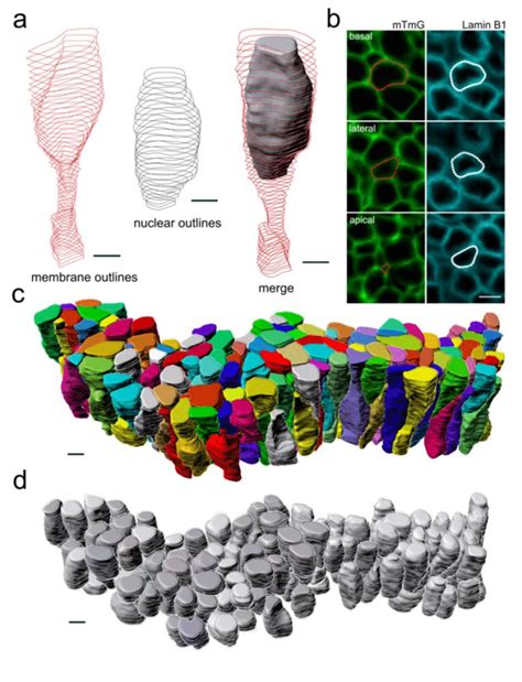 Figure Supplement 1 Download Scientific Diagram