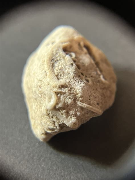 Crinoid Cross Section Fossil Id The Fossil Forum