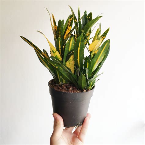 Kroton Sunny Star Codiaeum Sp Las W Słoiku Sklep Rośliny