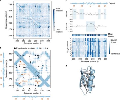 Experimental Epistasis Pairs Reveal Structural Contacts In The Gb1 Download Scientific Diagram