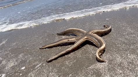 Giant Starfish