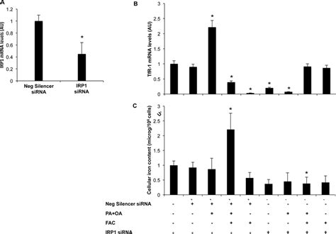 Irp1 Gene Silencing In Hepg2 Hepatocytes A Irp1 Sirna Treatment Of