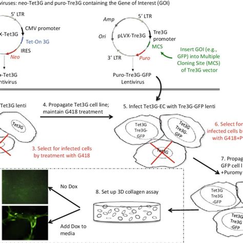 Doxycycline Inducible Expression Of Recombinant Genes In Human Download Scientific Diagram