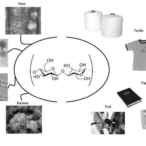Examples Of Some Sources And Uses Of Cellulose Pictures Showing