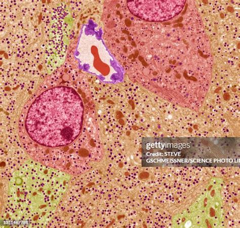 Pancreas Science Photos And Premium High Res Pictures Getty Images