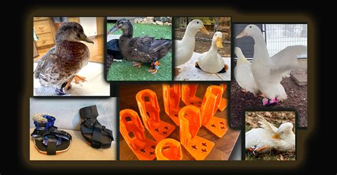 Avian Footwear And Prosthetics Think Tank Facebook