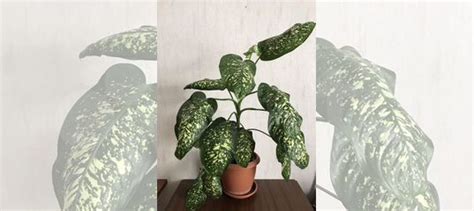 Домашние растения цветы в горшках купить в Москве Товары для дома и дачи Авито