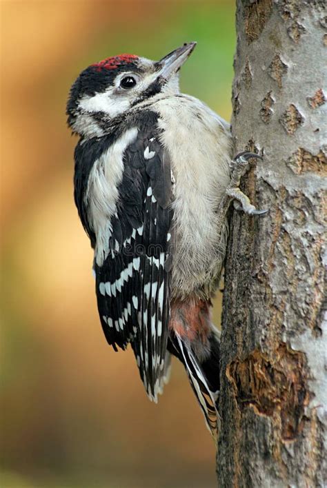 Kleiner Specht Stockfoto Bild Von Feder Wildnis Nestling 12487408