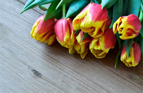 메시지에 대 한 공간을 가진 나무 배경에 튤립의 행 Viewbouquet 튤립 봄 현장 앞의 탑 어머니의 날 배경입니다 결혼식에 대한 스톡 사진 및 기타 이미지 Istock