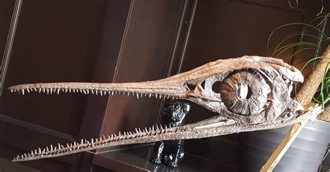 Triassic Marine Reptile Skull Fossil Id The Fossil Forum