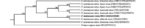 Strict Consensus Of Most Parsimonious Tree Inferred By Maximum