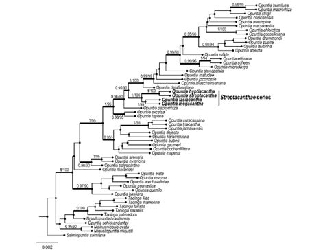 Figure Phylogram Of Opuntia Ss Based On The Concatenated Matk